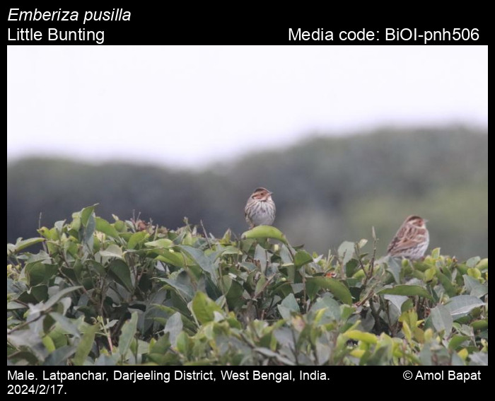 Emberiza pusilla (Pallas, 1776) - Little Bunting | Birds